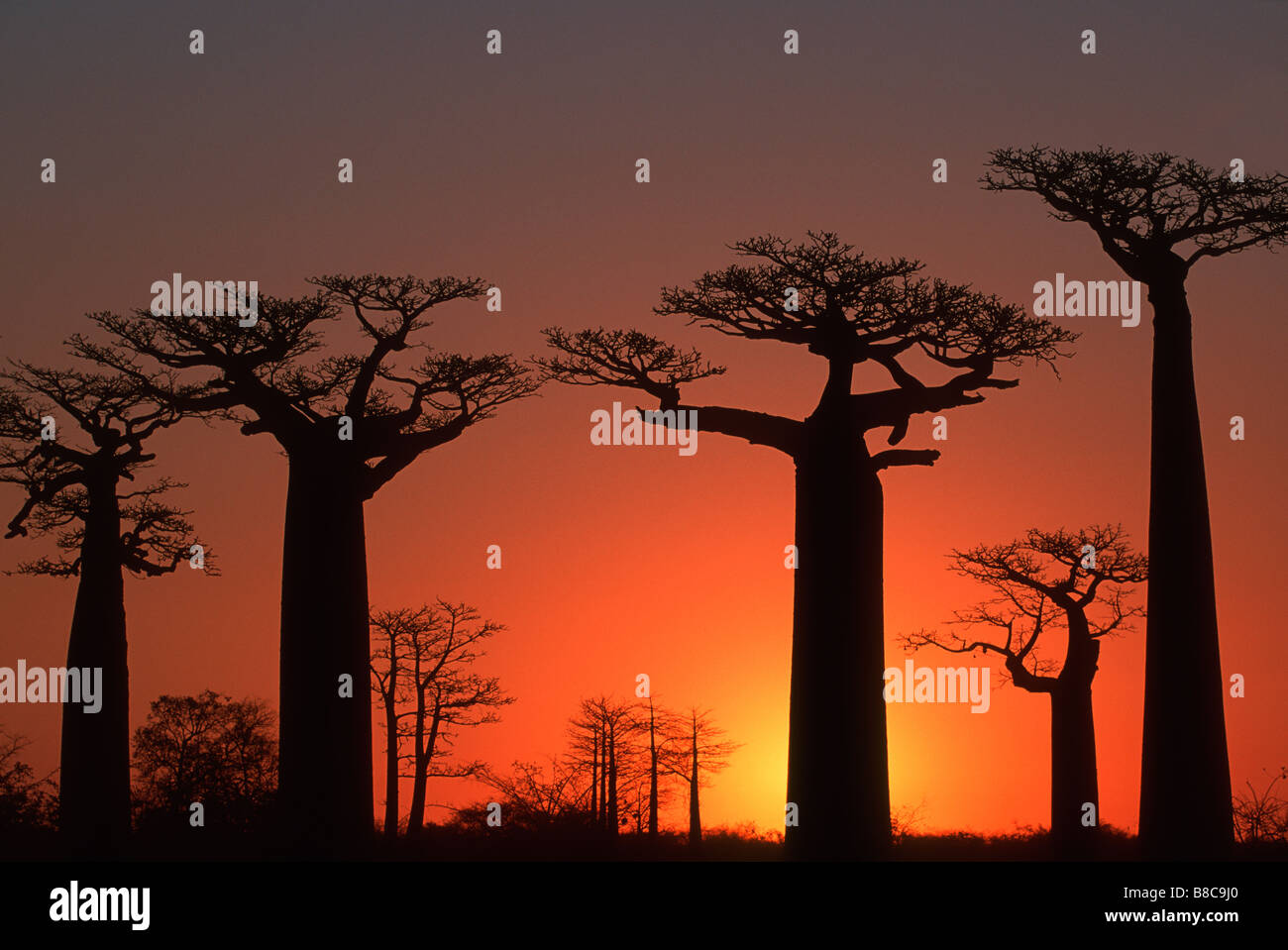 Baobab trees at sunset hi-res stock photography and images - Alamy