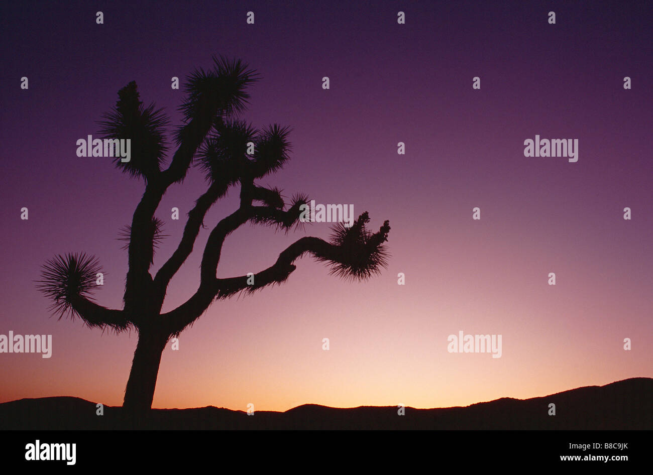 Joshua trees np hi-res stock photography and images - Alamy