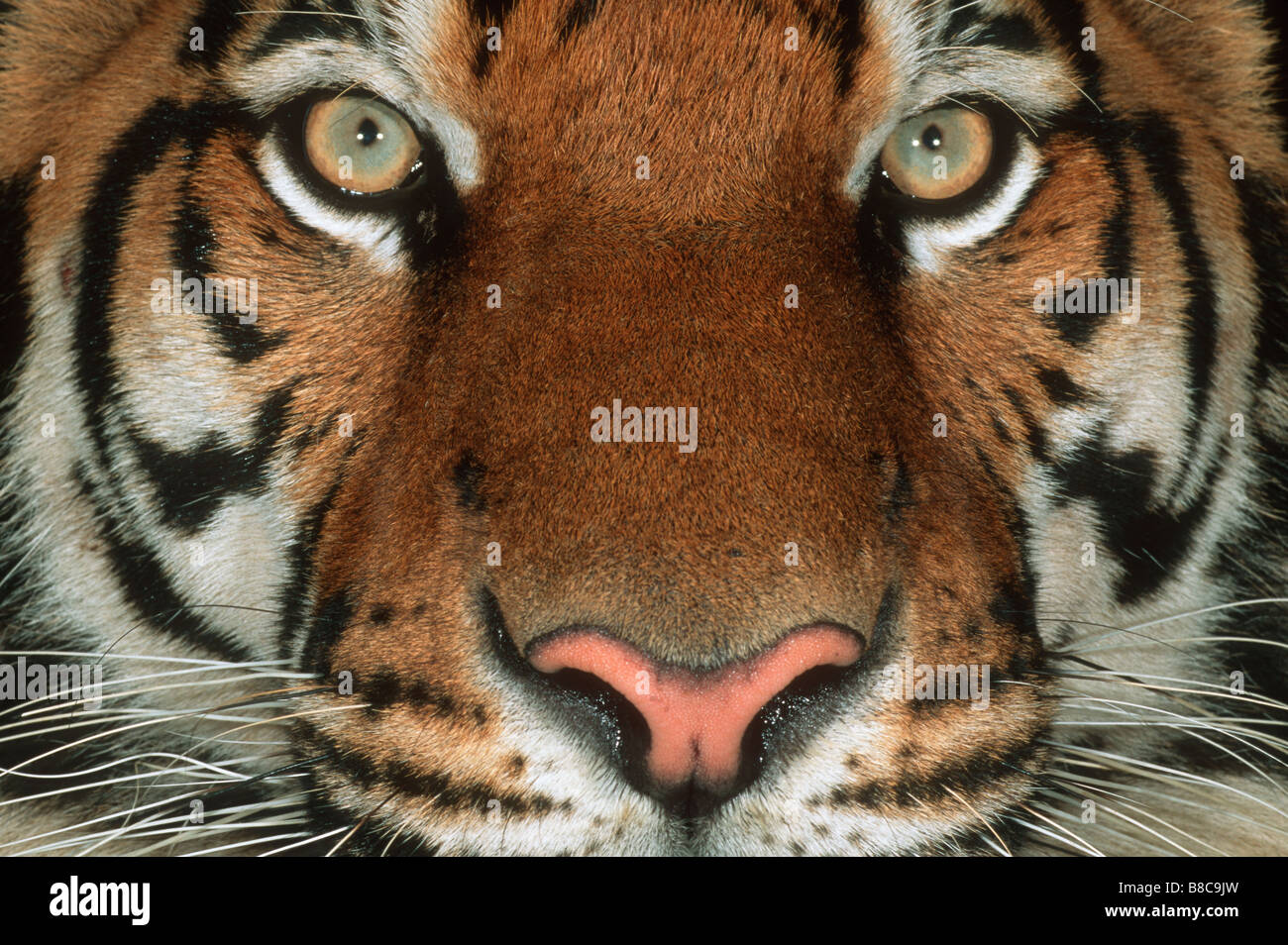 Asian face close ups hi-res stock photography and images - Alamy