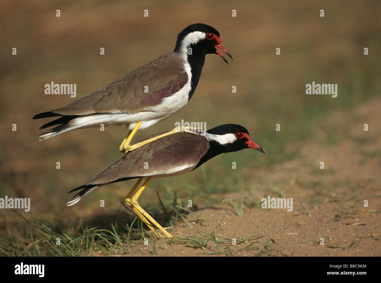 Lapwing male female hi-res stock photography and images - Alamy