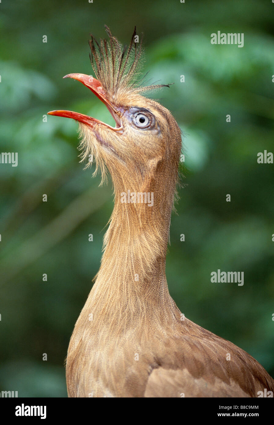 Seriemas hi-res stock photography and images - Alamy
