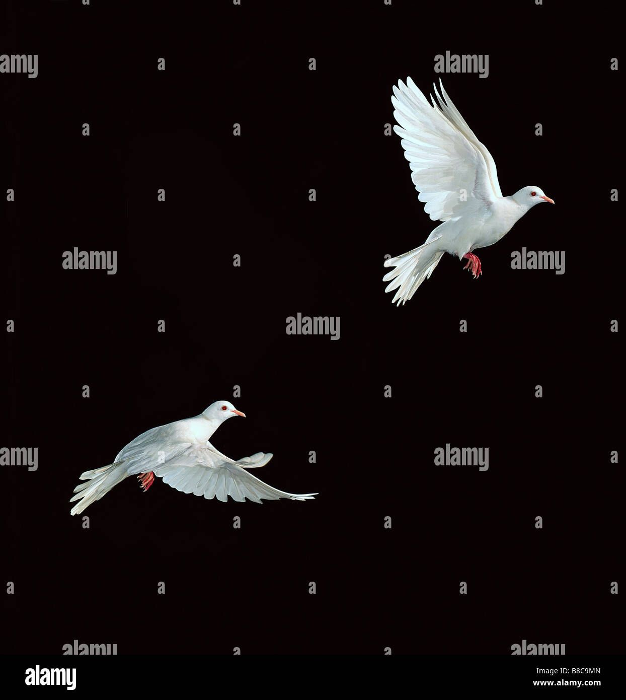 Java Dove High Resolution Stock Photography and Images - Alamy