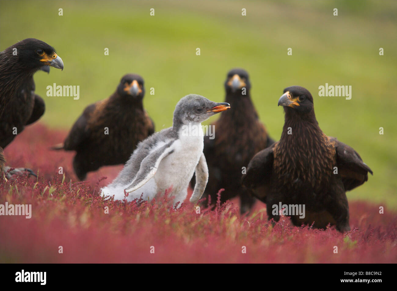 Bullying animals hi-res stock photography and images - Alamy