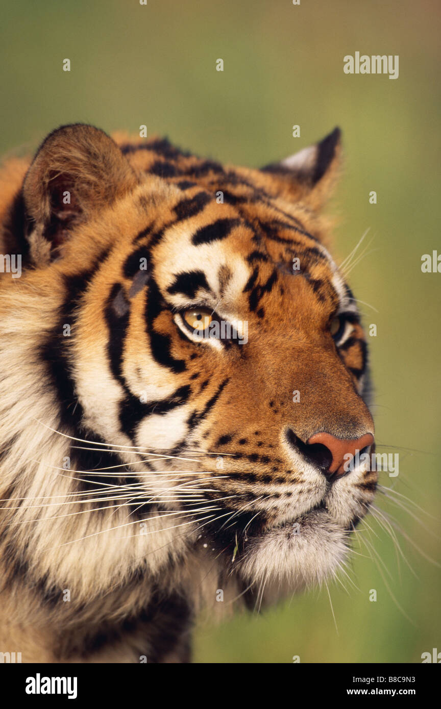 Tigers headshot head shot portrait hi-res stock photography and images ...