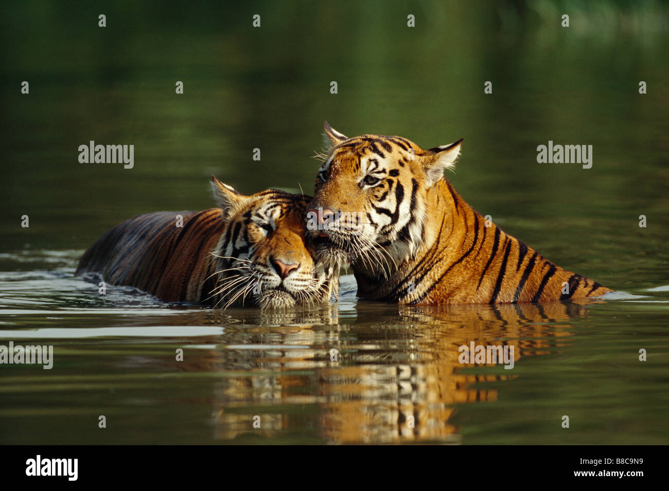 TIGERS in water Stock Photo - Alamy
