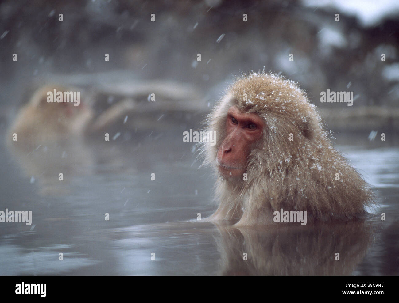 MACAQUE in hot spring Stock Photo - Alamy