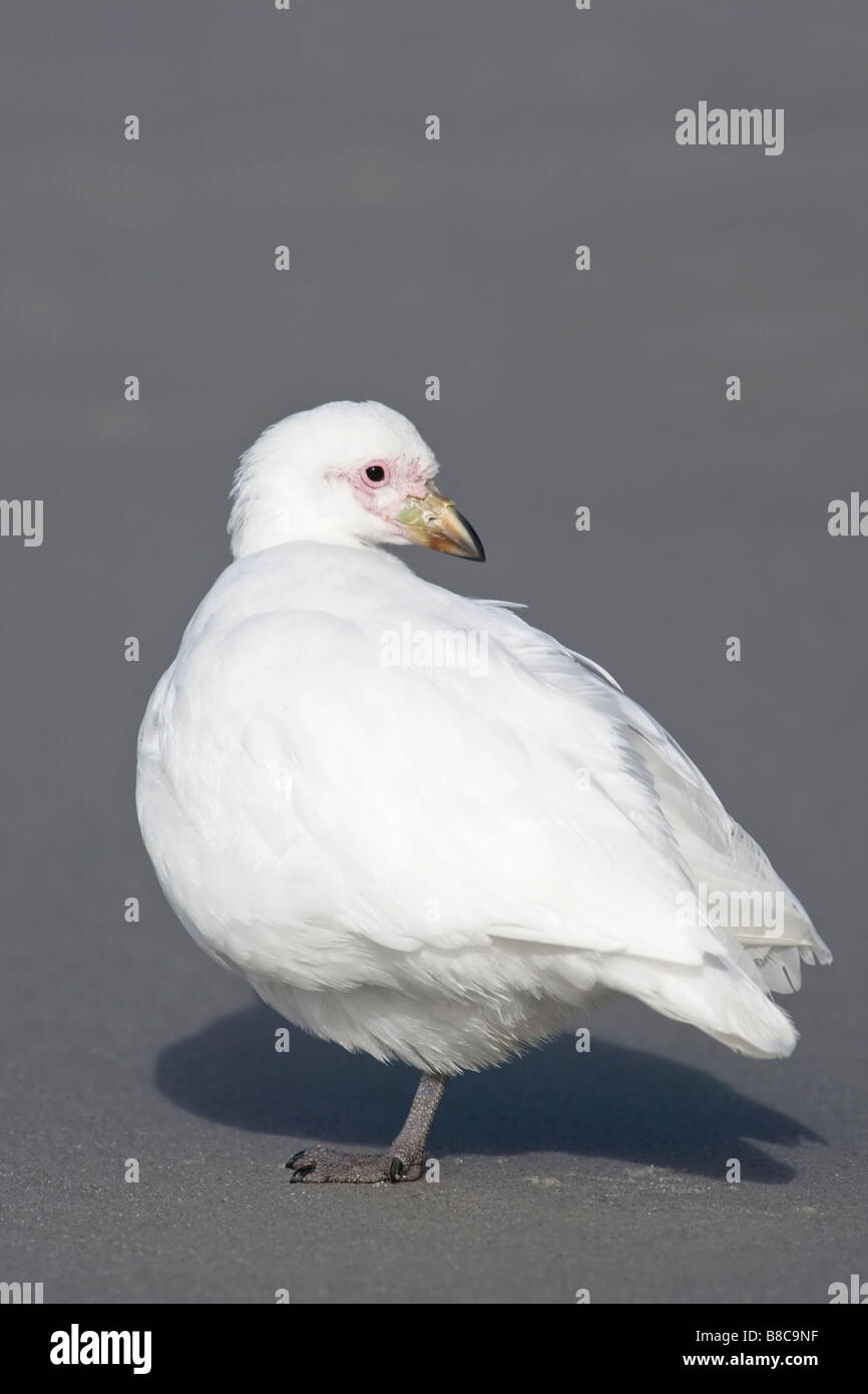 American sheathbill hi-res stock photography and images - Alamy