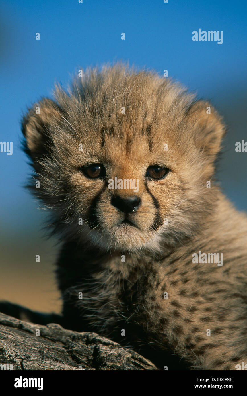 Young six week old hi-res stock photography and images - Alamy