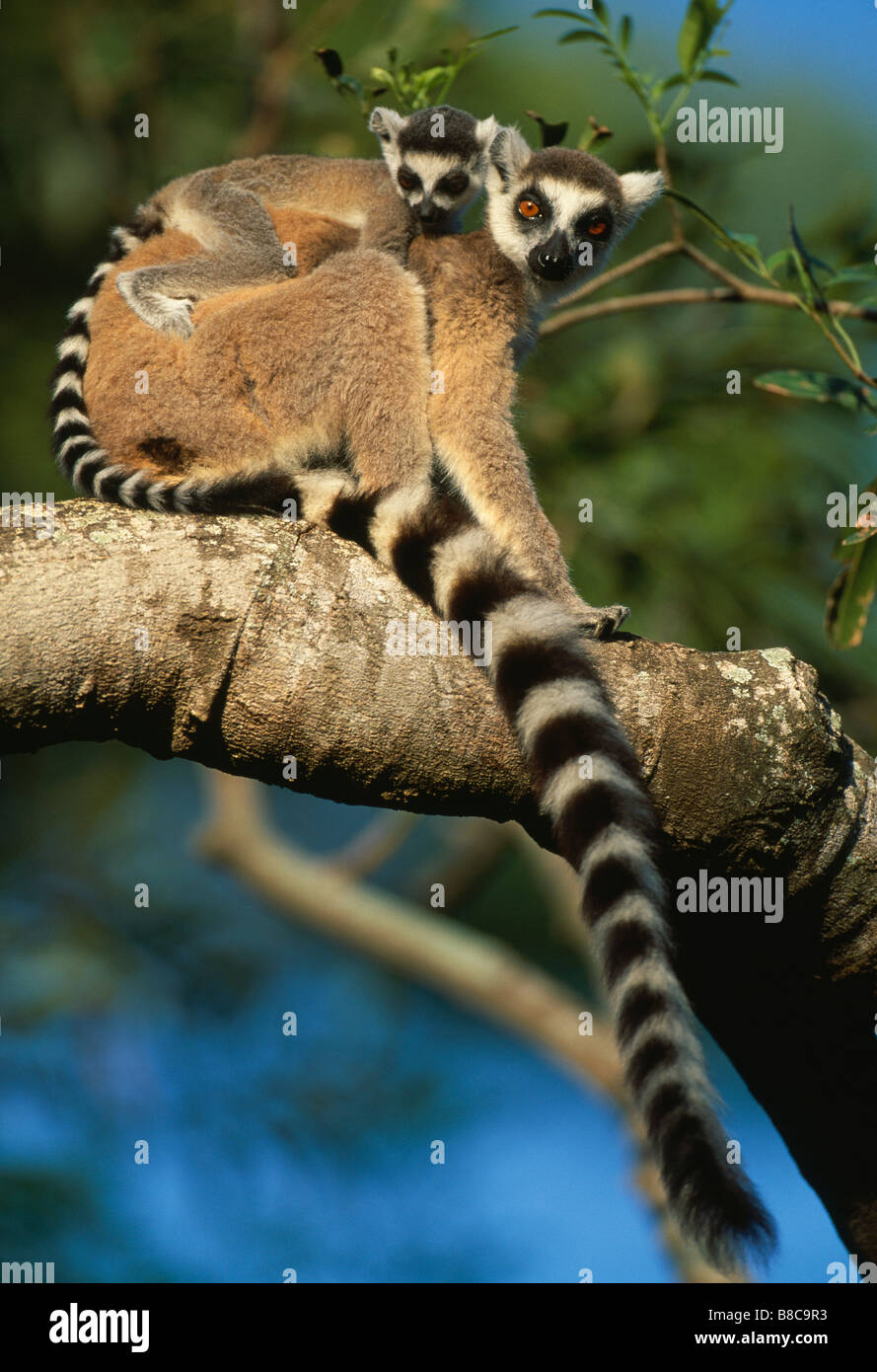 Ring tailed lemur carrying baby hi-res stock photography and images - Alamy