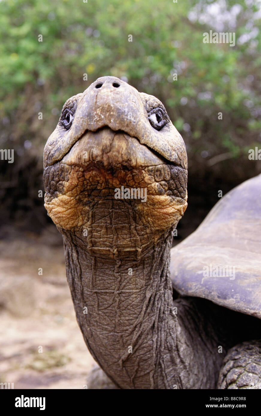 GIANT TORTOISE head Stock Photo - Alamy