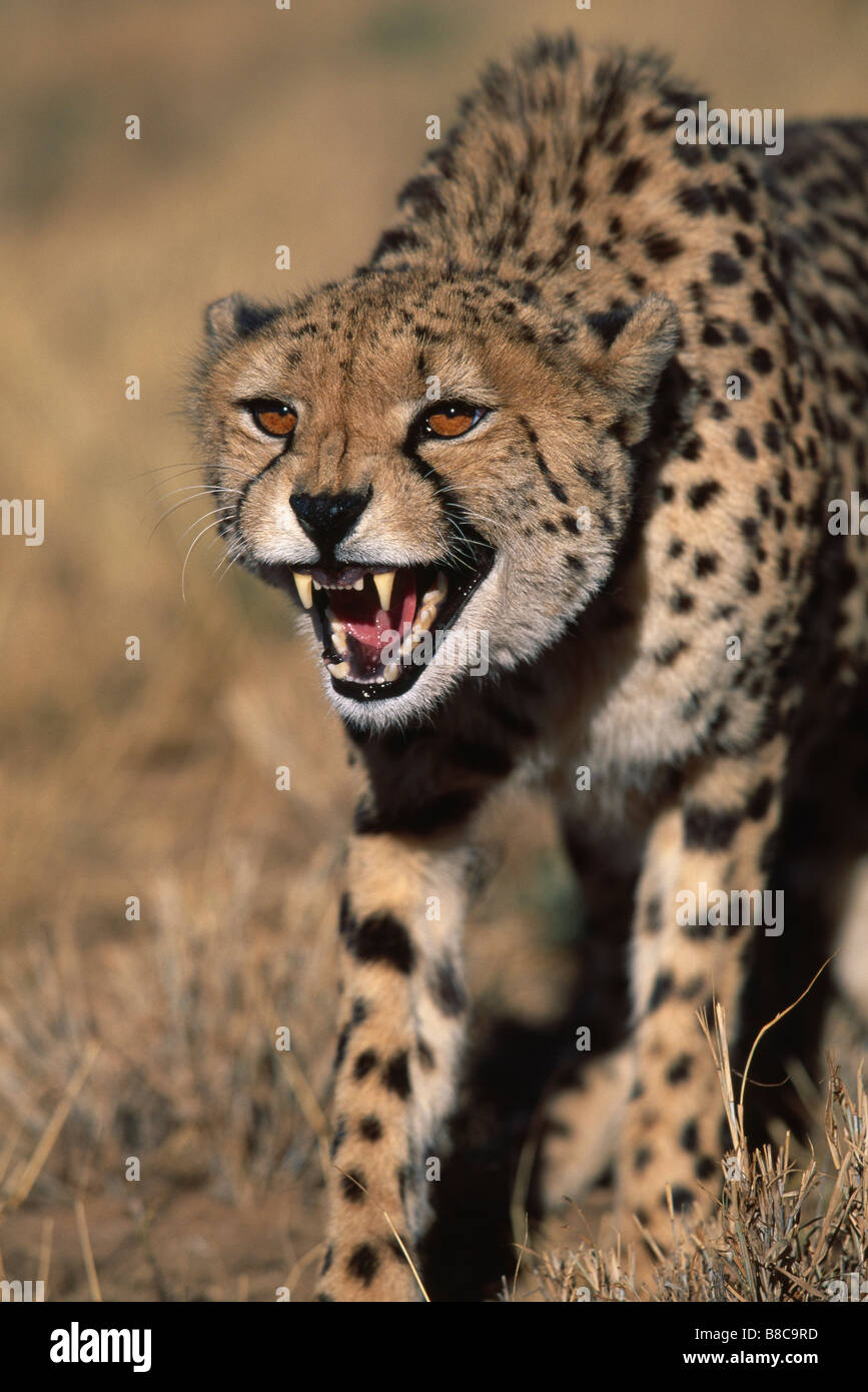 Cheetah snarling hi-res stock photography and images - Alamy