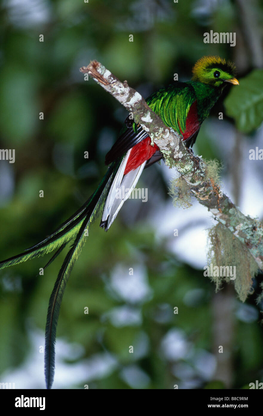 Quetzals costa rica hi-res stock photography and images - Alamy