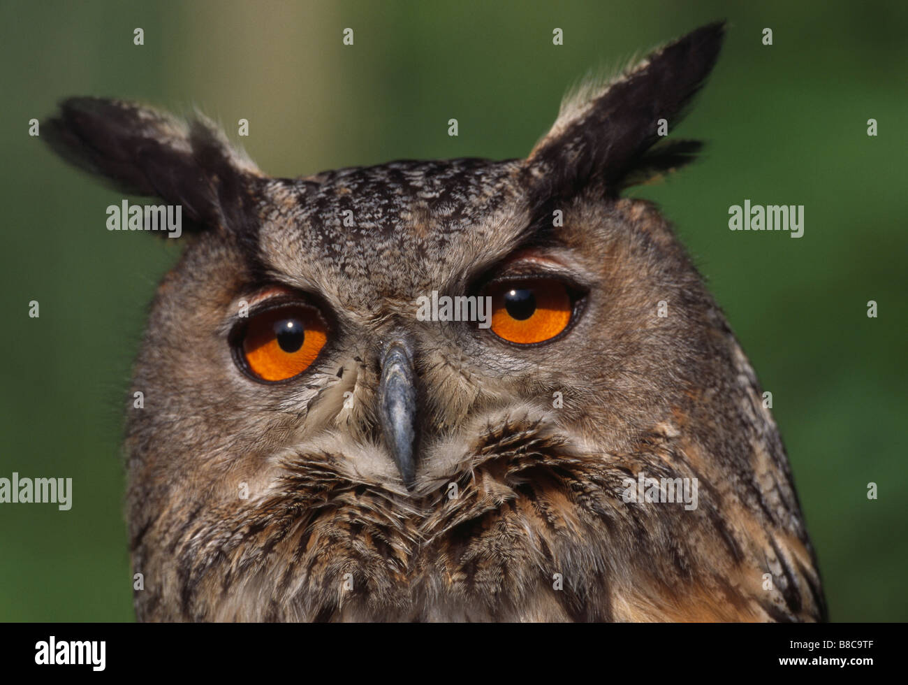 EUROPEAN EAGLE OWL Stock Photo - Alamy