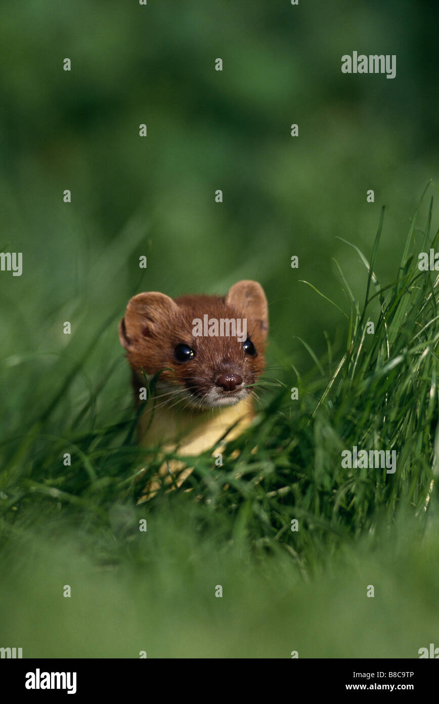 English stoat hi-res stock photography and images - Alamy