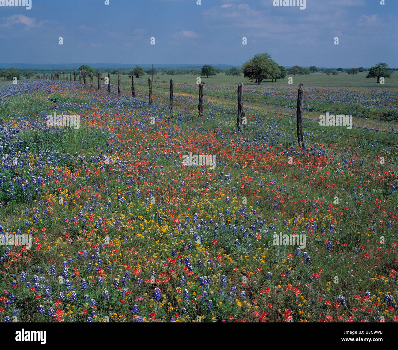 Colorful lupin fields hi-res stock photography and images - Alamy