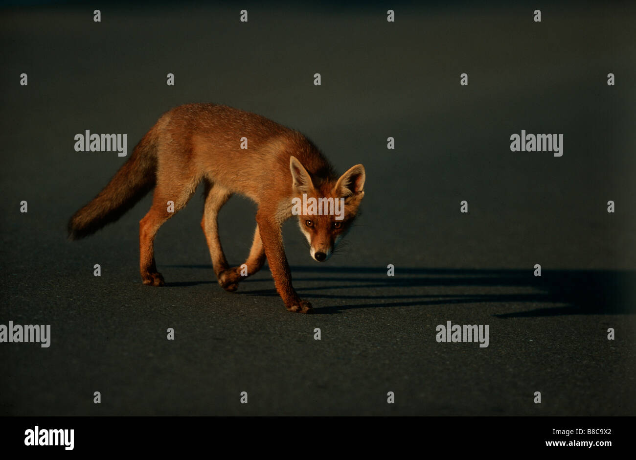 FOX crossing road Stock Photo - Alamy