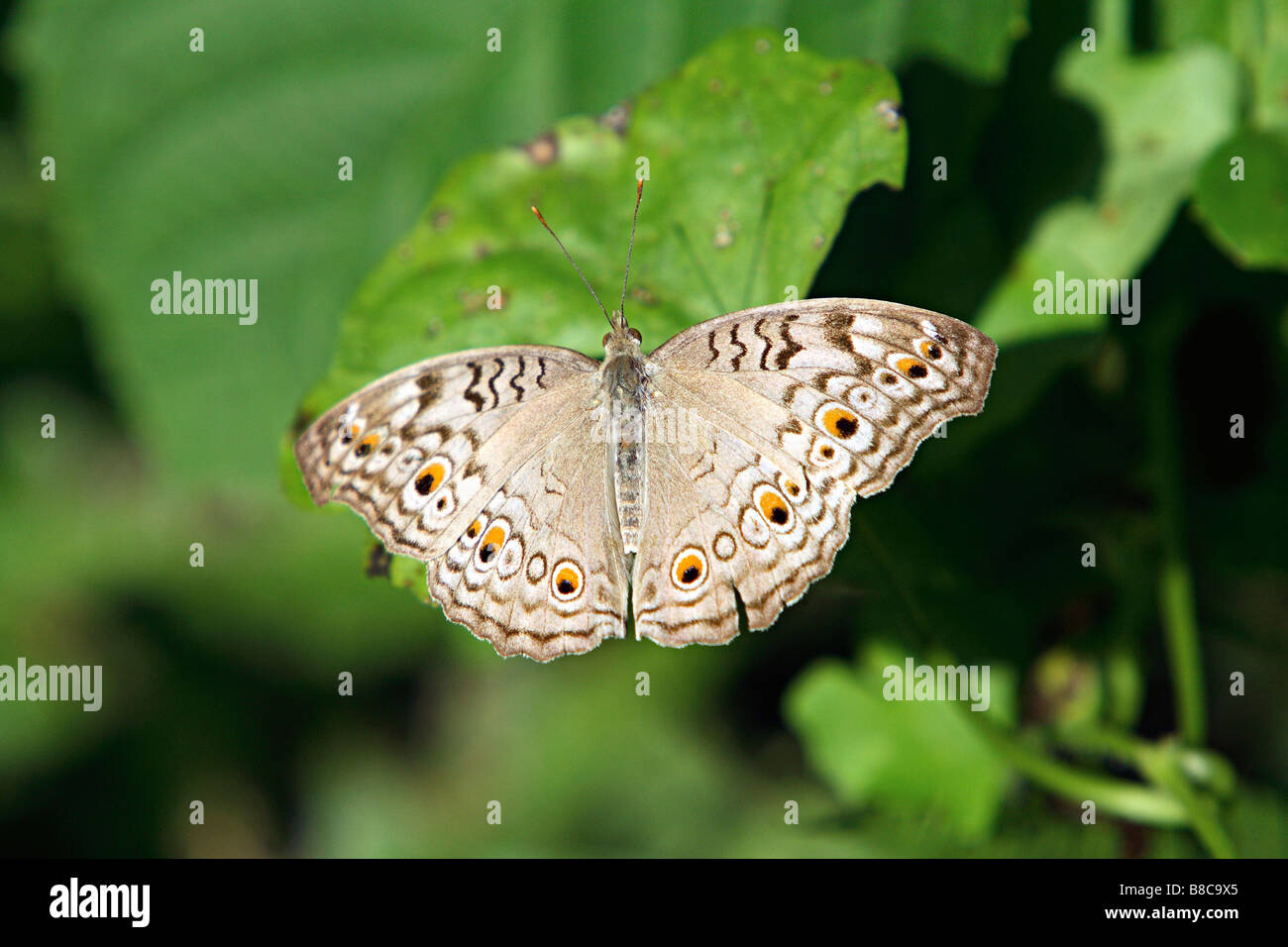 Grey butterfly hi-res stock photography and images - Alamy