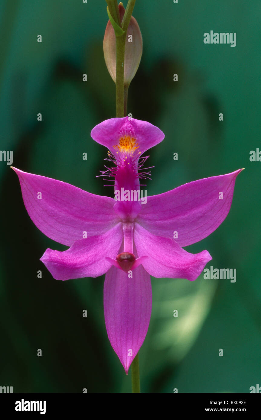 Calopogon hi-res stock photography and images - Alamy