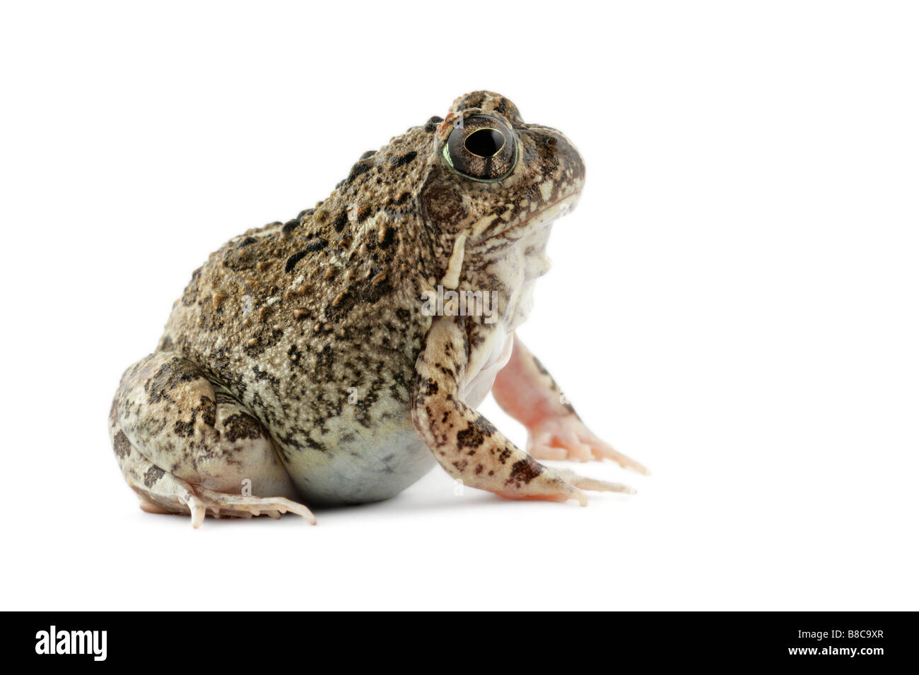 A southern African sand frog (Tomopterna cryptotis) on white Stock ...