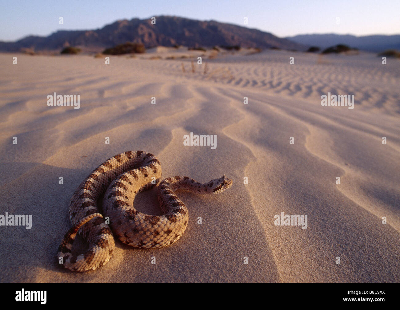 Side winders hi-res stock photography and images - Alamy