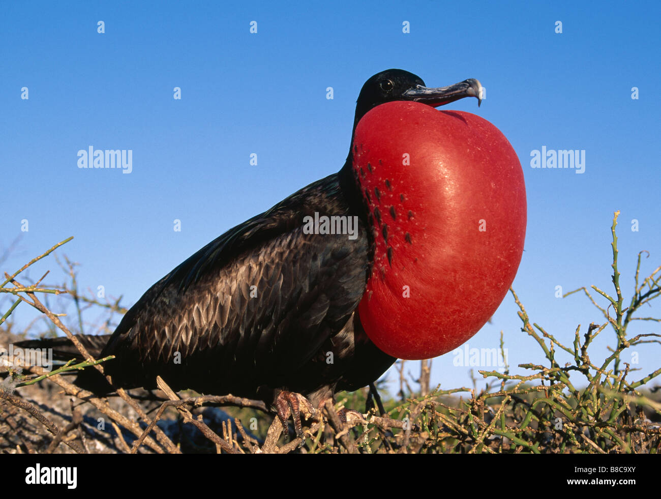 Greater frigate bird hi-res stock photography and images - Alamy