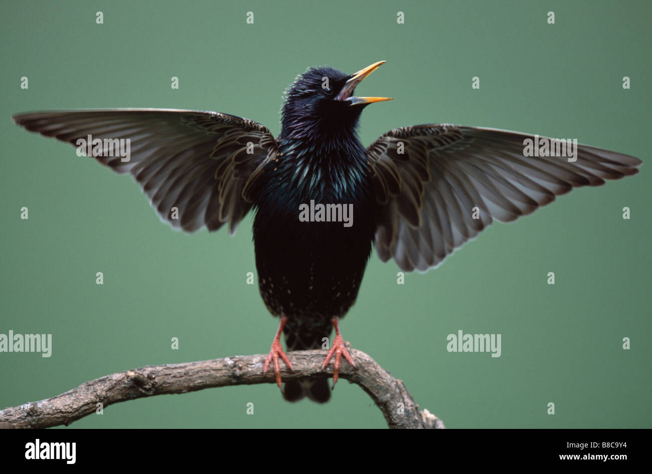 Performing birds hi-res stock photography and images - Alamy