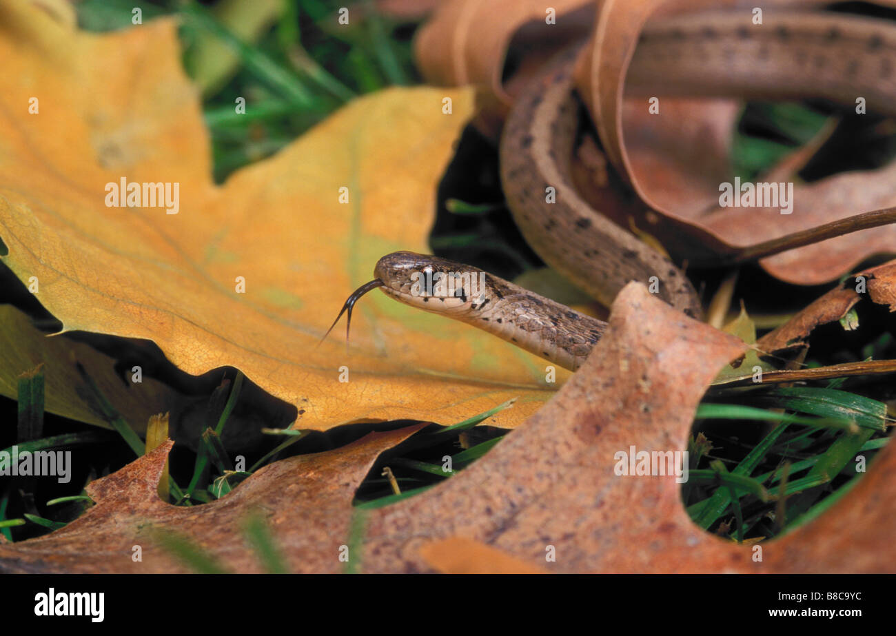 Northern snake hi-res stock photography and images - Alamy