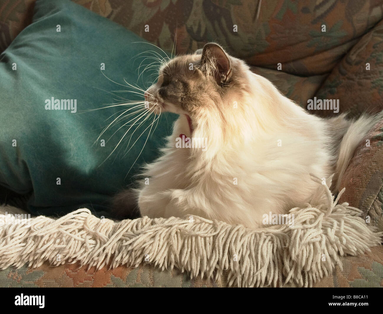 Cat yawn side view hi-res stock photography and images - Alamy