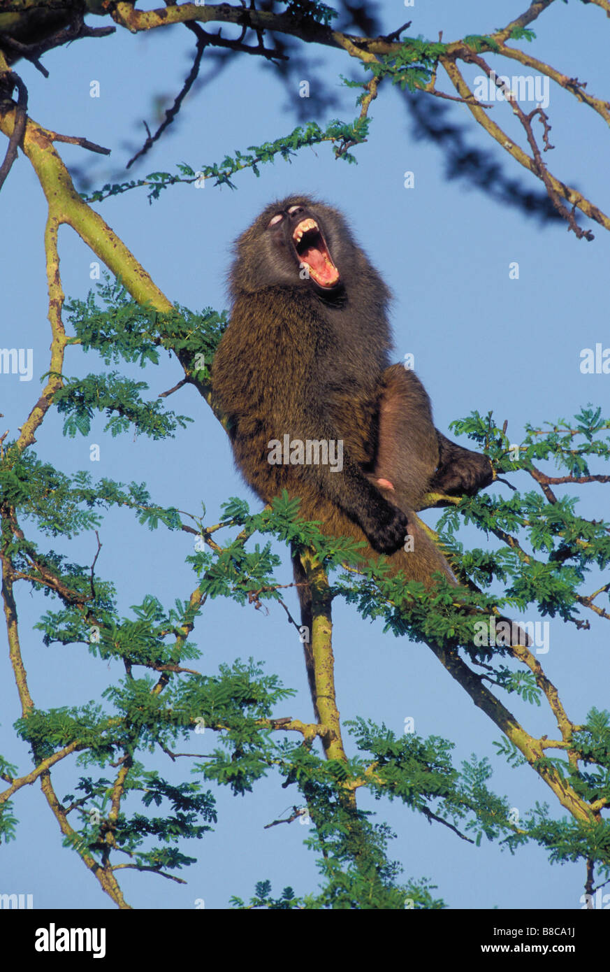 Male Savanna Baboon, Serengeti National Park, Tanzania, Africa Stock ...