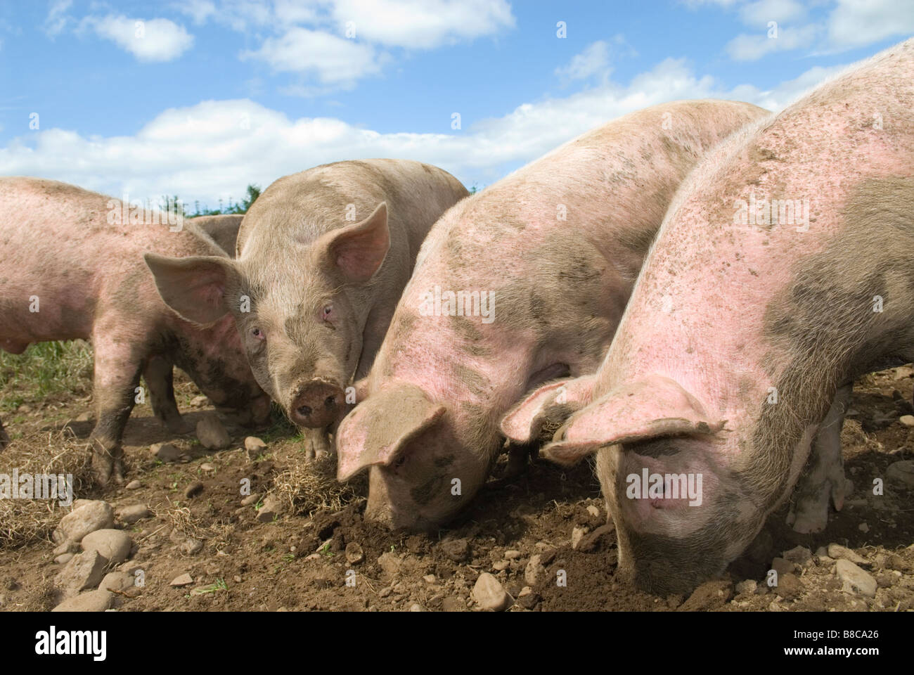 Pigs scotland hi-res stock photography and images - Alamy