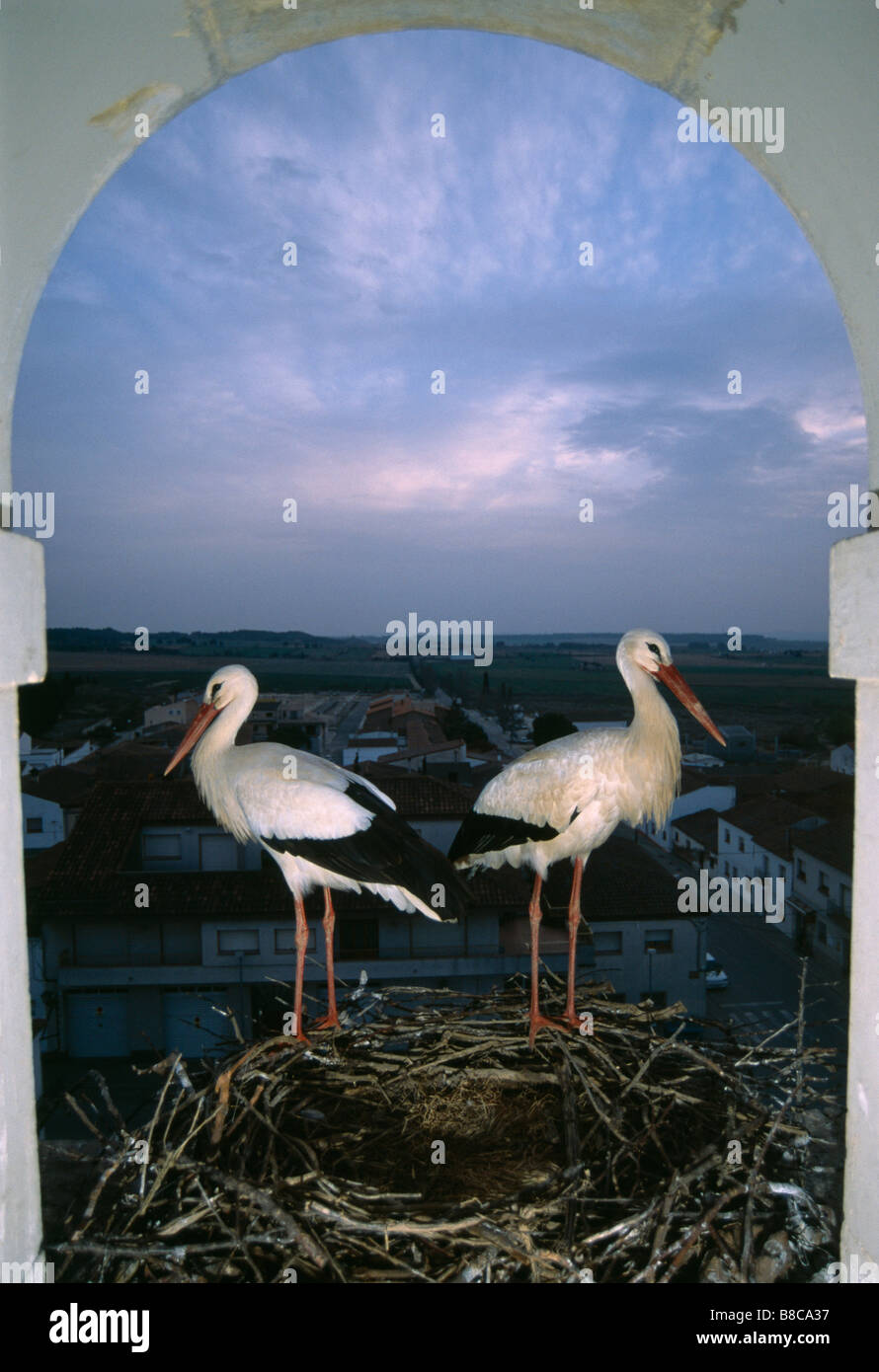 WHITE STORK pair at nest Stock Photo - Alamy