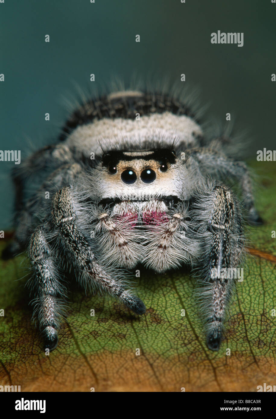 Funny Spider Pictures