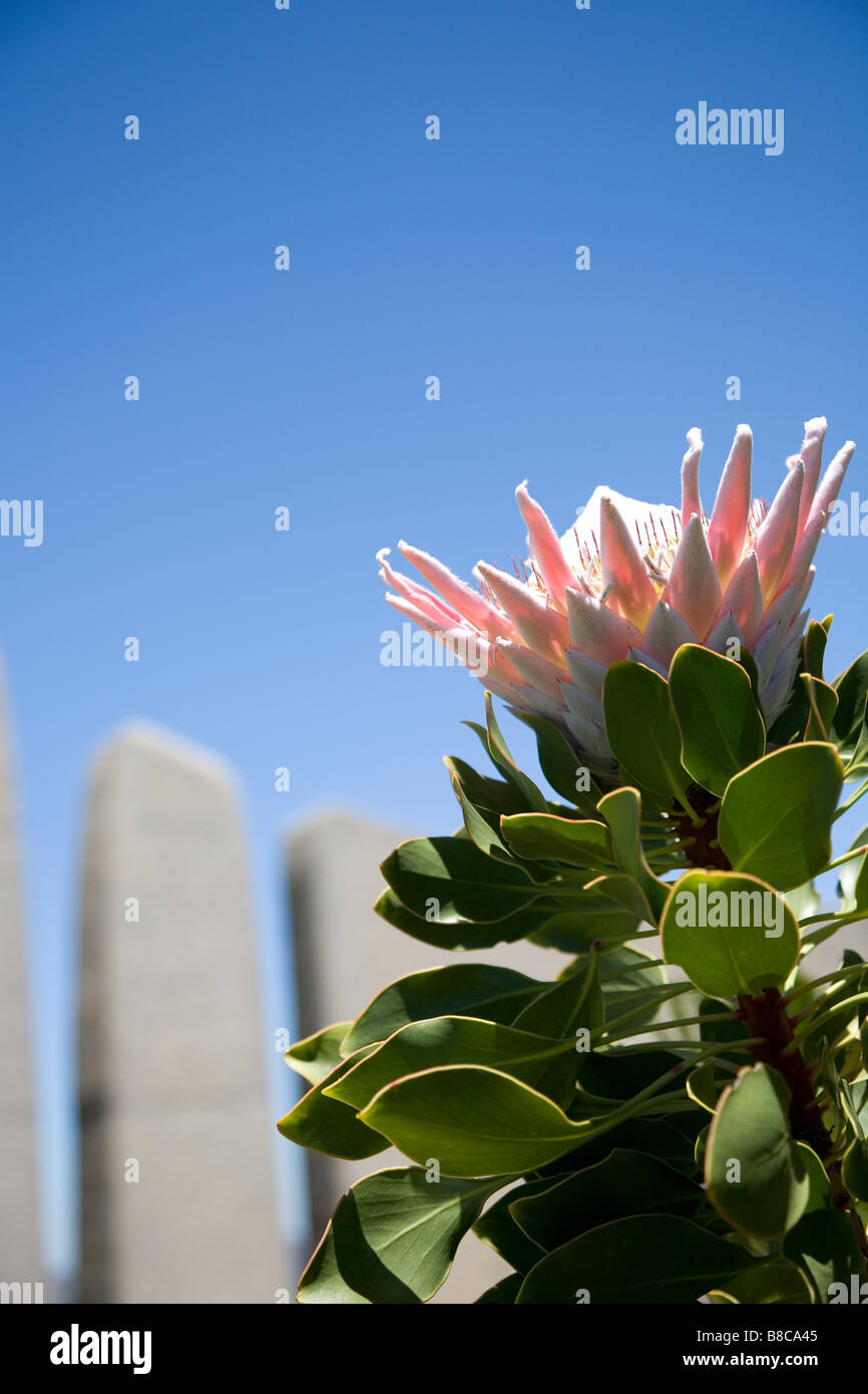 Protea flower national symbol hi-res stock photography and images - Alamy