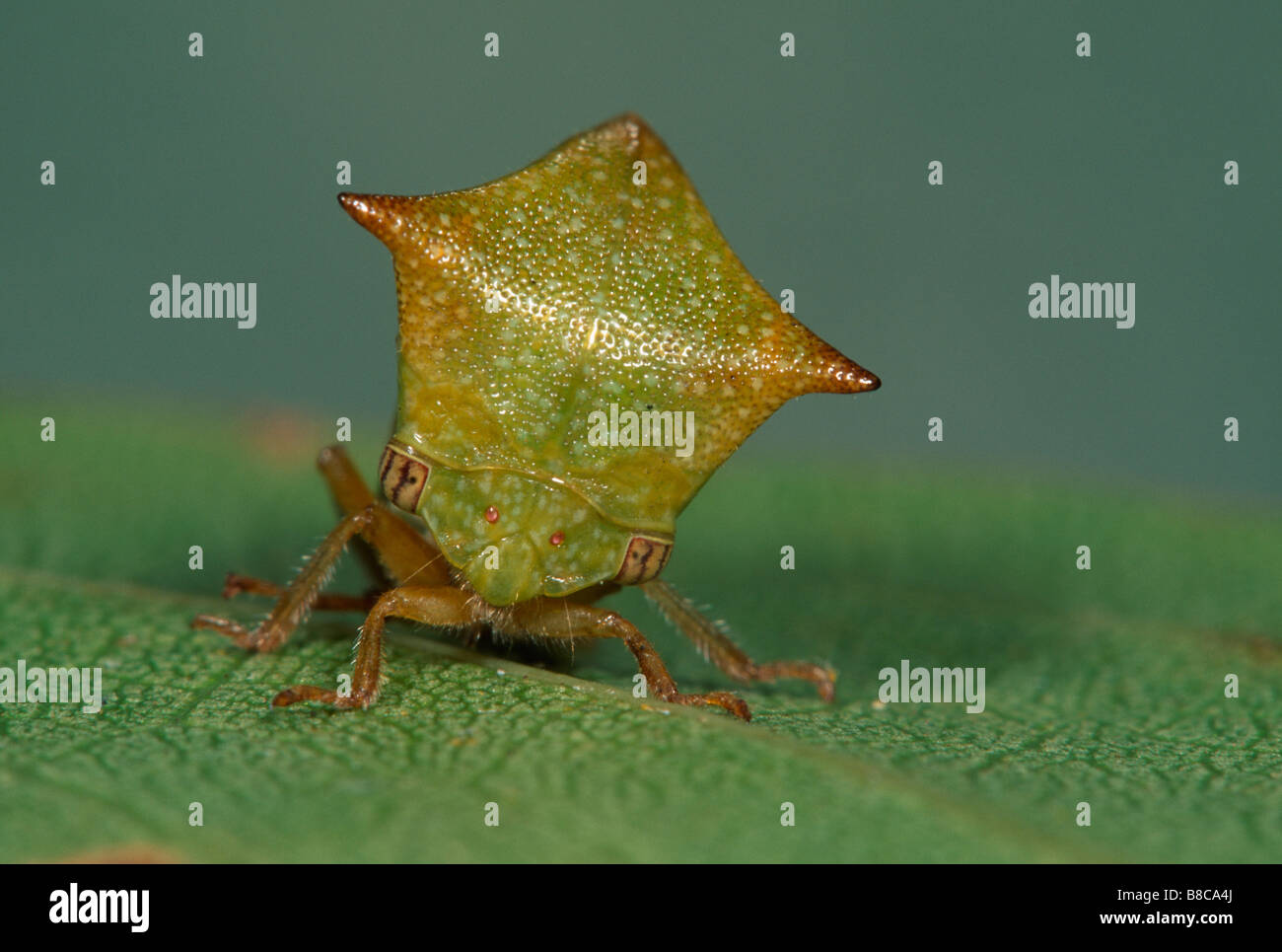 Hopper animals hi-res stock photography and images - Alamy