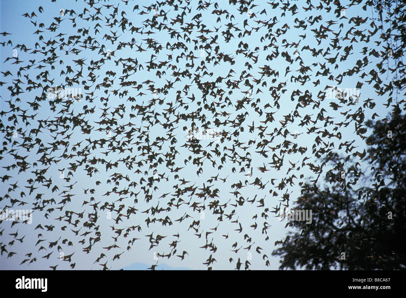 Carmine Bee-Eaters Flock, Zimbabwe Stock Photo - Alamy