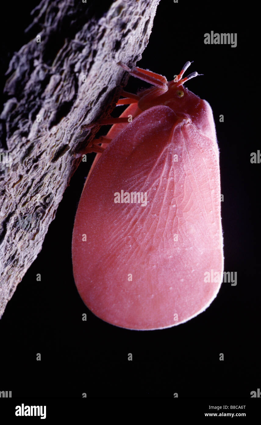 MADAGASCAR PINK BUG Stock Photo - Alamy