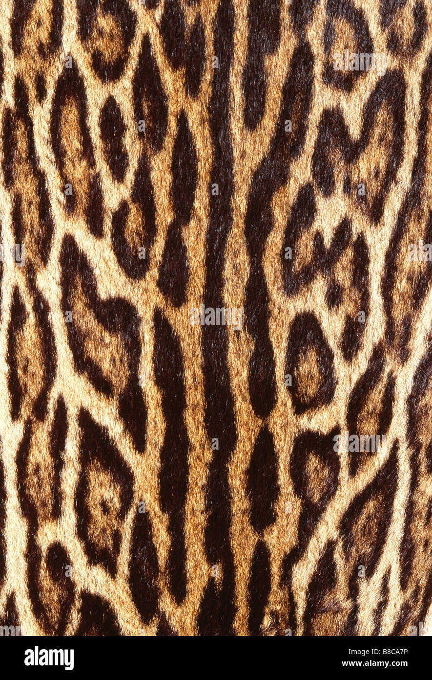 Ocelot pattern hi-res stock photography and images - Alamy