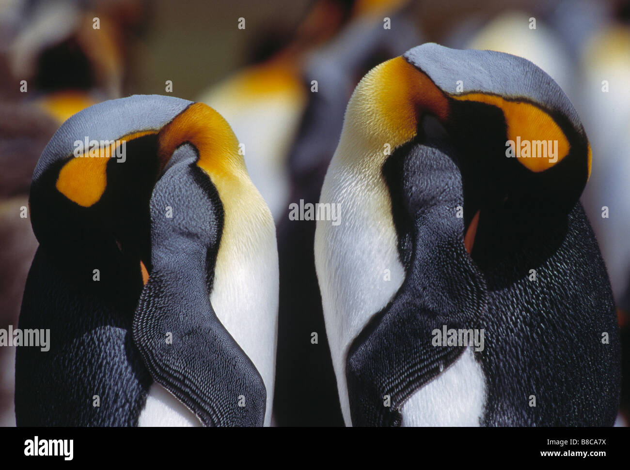 Sleeping animals humour hi-res stock photography and images - Alamy