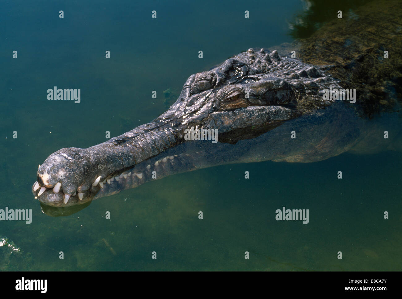 False gavials hi-res stock photography and images - Alamy