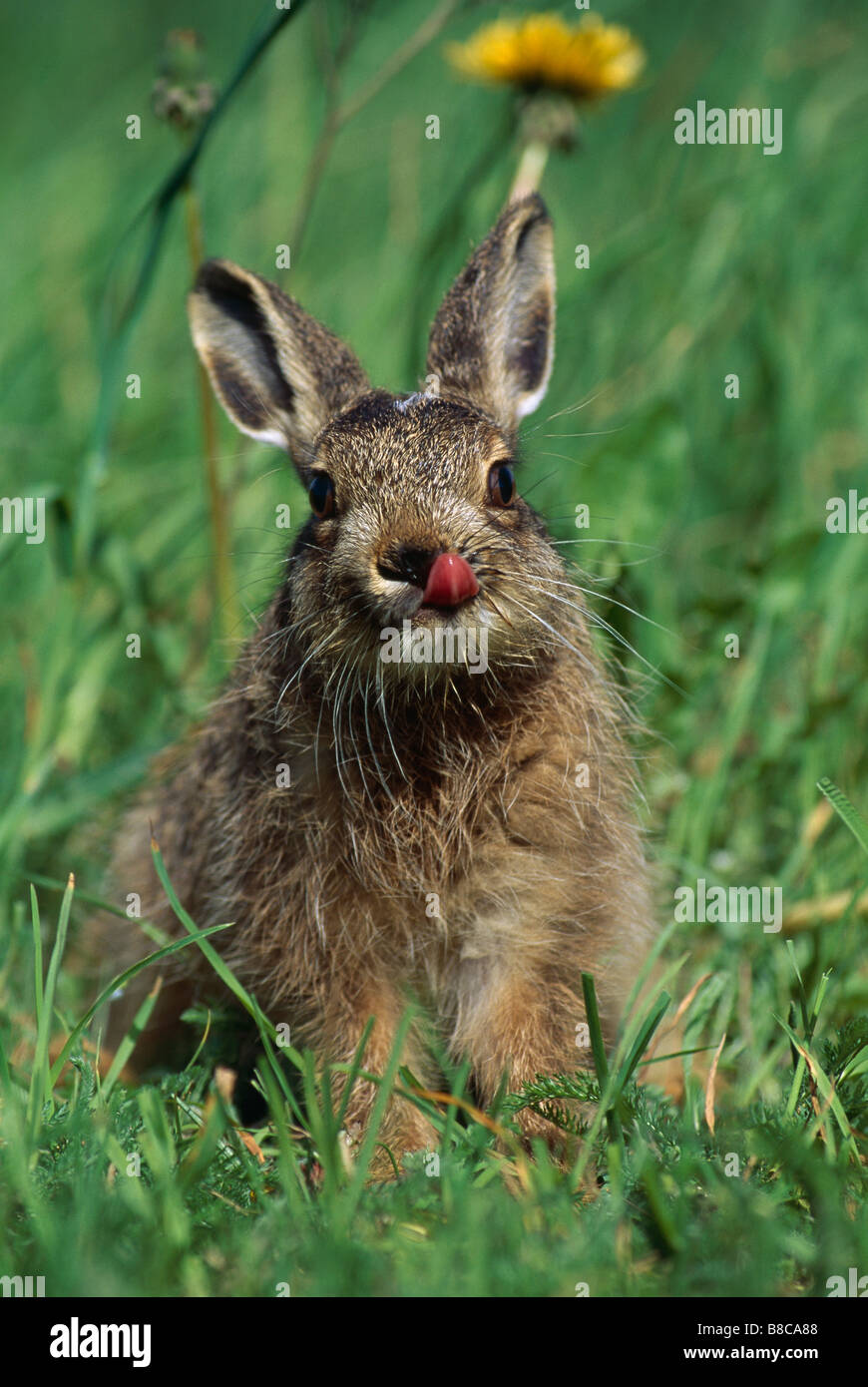 BROWN HARE young Stock Photo - Alamy