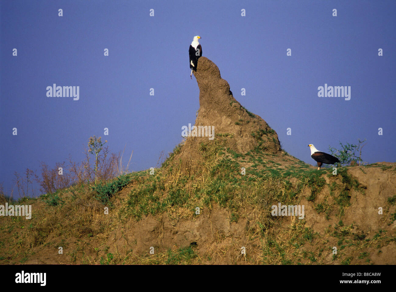 African Fish-Eagles, Zimbabwe Stock Photo - Alamy
