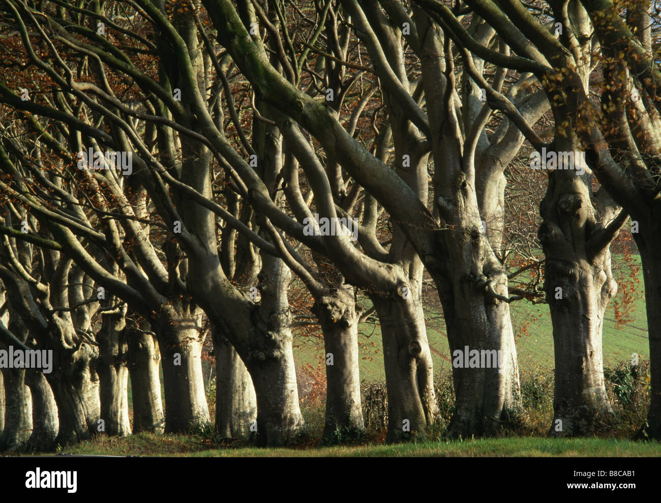 Beech avenues hi-res stock photography and images - Alamy