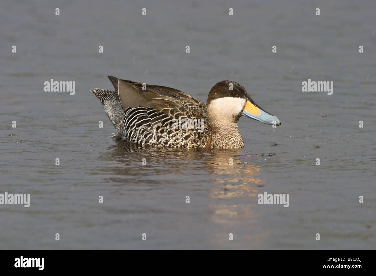 South american silver teal hi-res stock photography and images - Alamy