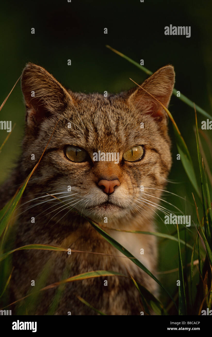 Scottish wildcats hi-res stock photography and images - Alamy