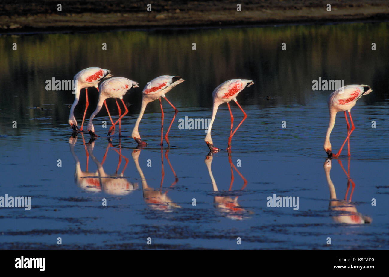 Lesser Flamingo, Lake Ndutu, Serengeti National Park, Tanzania, Africa ...