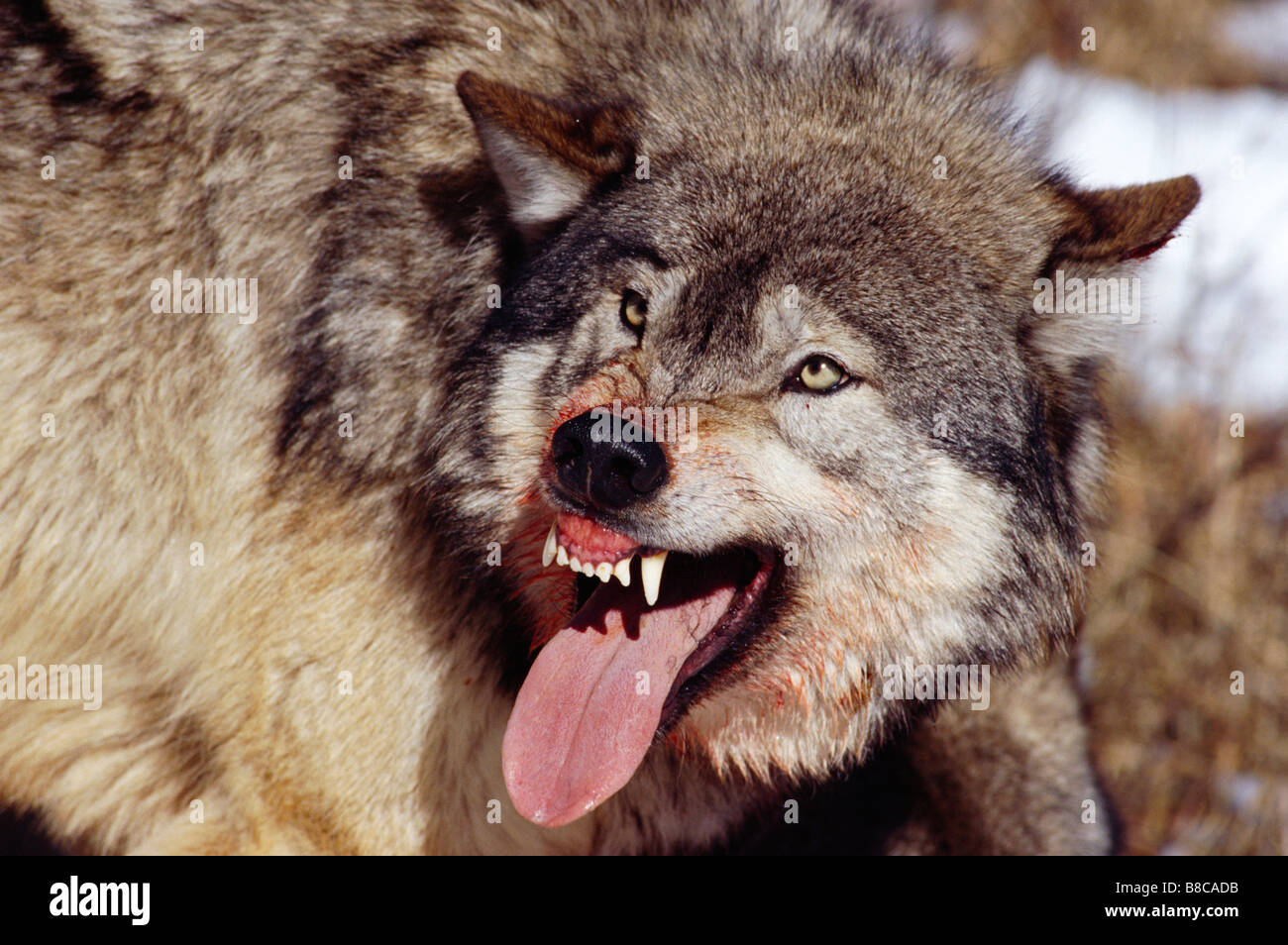 Grey wolf snarling hi-res stock photography and images - Alamy