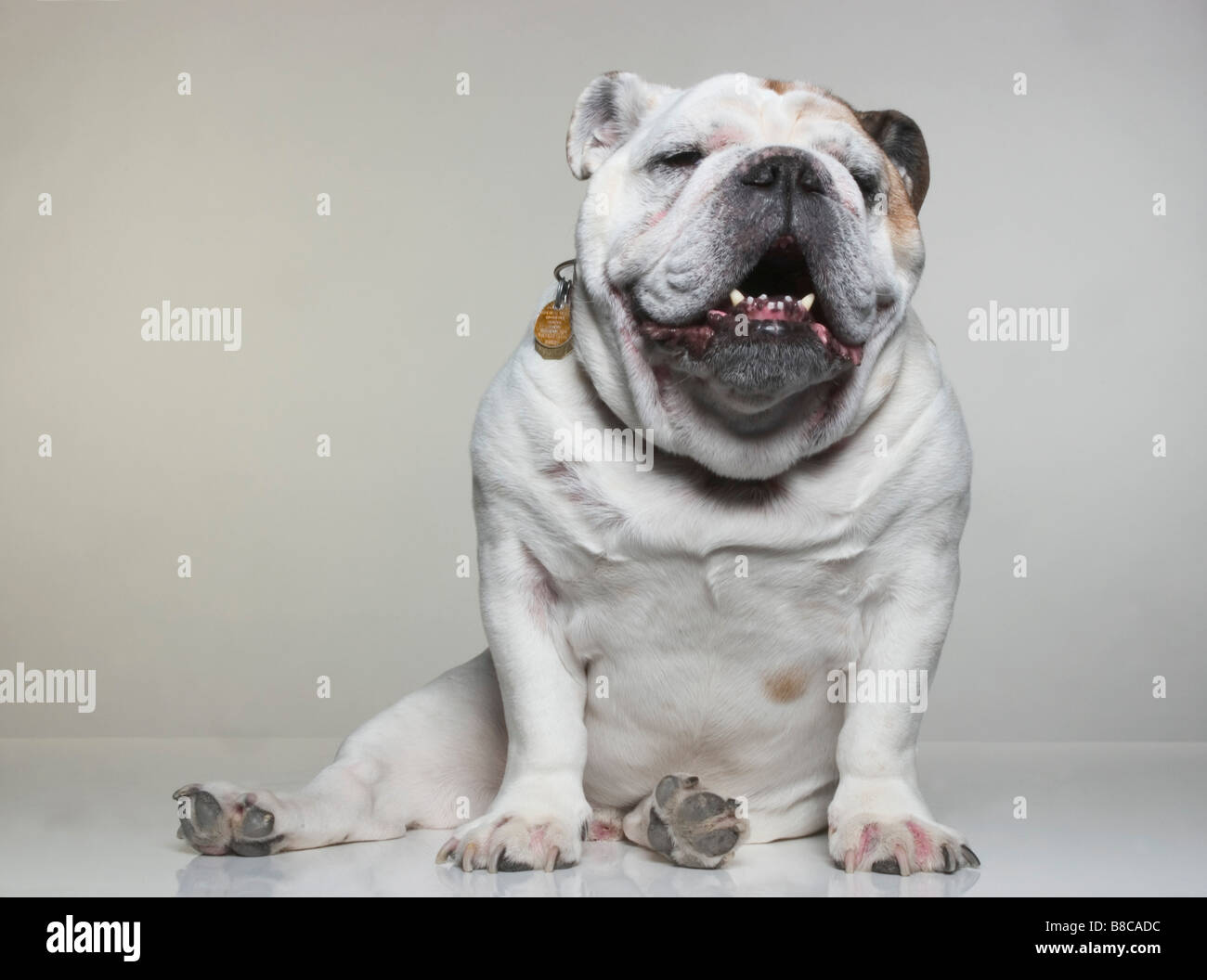 Portrait Bull Dog Stock Photo - Alamy
