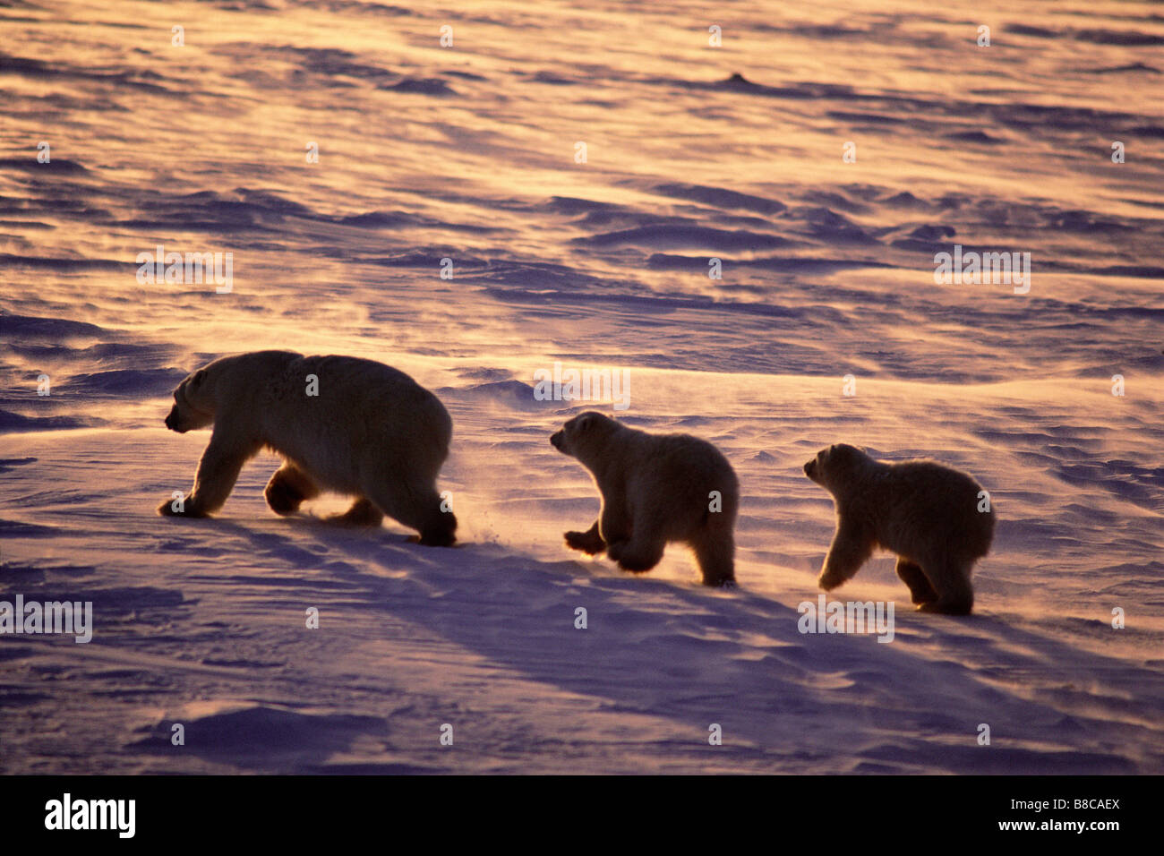 POLAR BEAR & cubs Stock Photo - Alamy