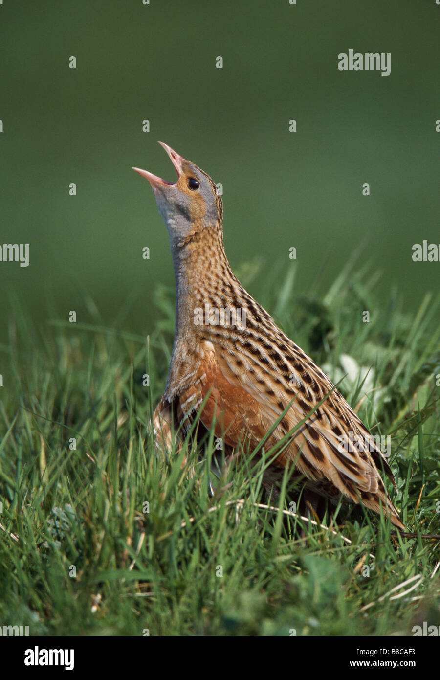 Corncrake calling hi-res stock photography and images - Alamy