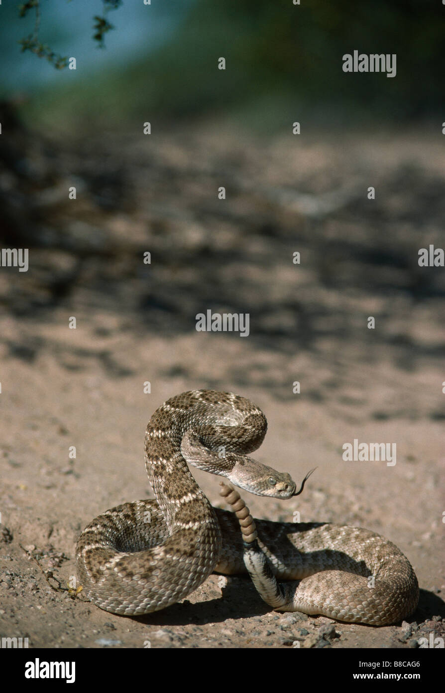 Diamondback rattlers hi-res stock photography and images - Alamy